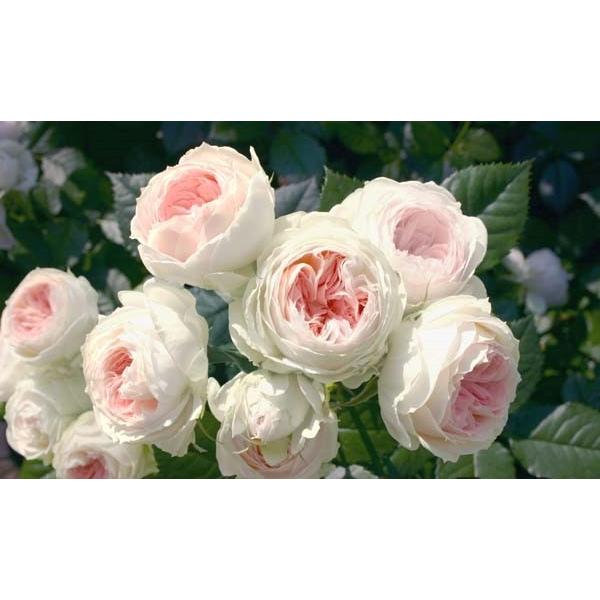 Pashminaアンティークタッチのバラ花色：緑を帯びた白で中心が淡いピンク　香り★☆☆　花径：5cm花弁数：120枚　カップ咲〜ロゼット咲　半直立性　樹高：1mカップ咲きの小ぶりの花が房になってころころと咲く姿はとても可愛らしいです。花保...