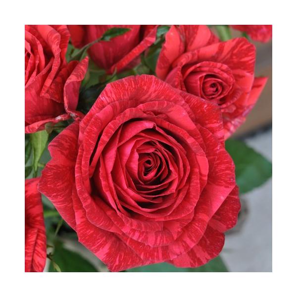 【発売日：2027年01月06日】Red Intuition花色:赤とピンクの絞り  香り：★☆☆　四季咲き花径:10cm、大輪  花形:高芯剣弁  樹高・幅:1.2×0.8m  切り花人気品種のガーデン用苗。深紅と濃ピンクの絞りがひときわ...