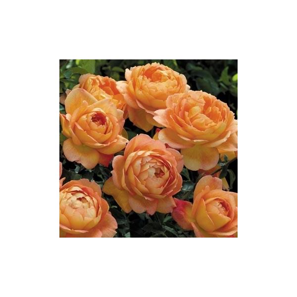 Lady of Shalott（Ausnyson）花色：オレンジレッド〜サーモンピンク　香り★★☆　四季咲き性特異なほどに花付きの良い品種で、つぶのそろった花が素晴らしい葉の上に広がります。聖杯のような、というとおり花弁の内部は比較的容易に...