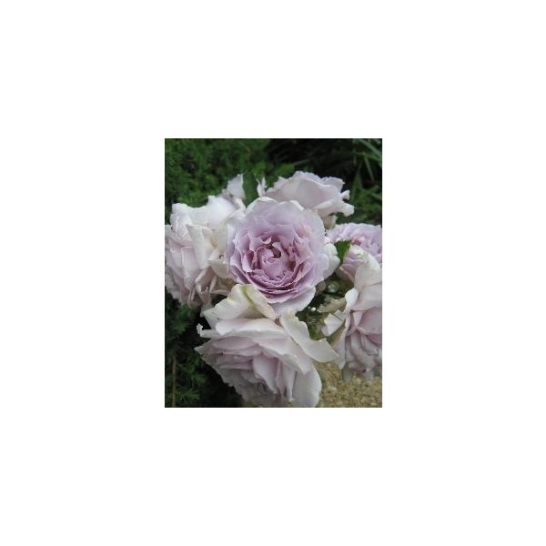 Lucifer花色；紫　香り★★★　カップ咲き　花径6〜8cmブルーヘブンの血を受け継いだパープルのバラ。カップ咲きから除々に半剣弁咲きへと変化します。さわやかで清々しい香りが強く香ります。樹高：0.9m