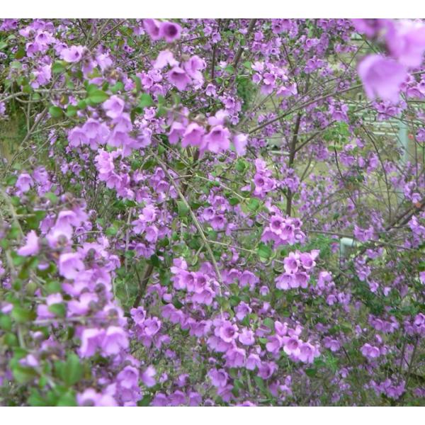 Mint Bush学名：Prostanthera Labill.シソ科　プロスタンテラ属 性状： 常緑低木強いミントの香りがします。葉は小さく、ライラックか紫の可憐な花をつけます。横に広がる種類もあり、花壇やコンテナガーデンに適します。高温...