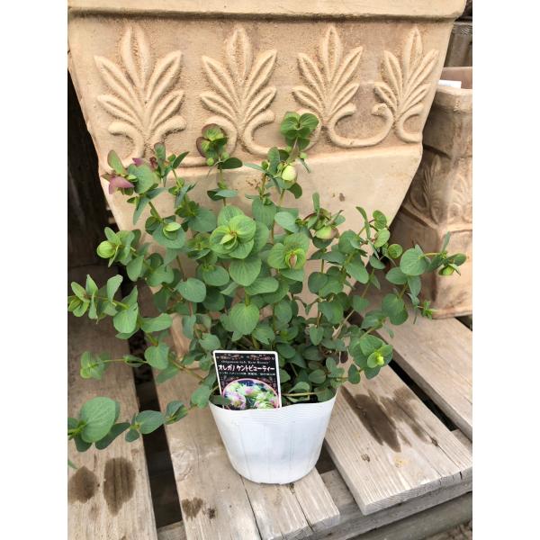 Oregano　 ’Kent Beauty’学名：Origanum ’Kent Beauty’別名：オリガヌム・ケントビューティー科名：シソ科オリガヌム属 ハーブのオレガノの仲間で、ハーブとして利用するものではなく鑑賞用の花です。花は苞から...
