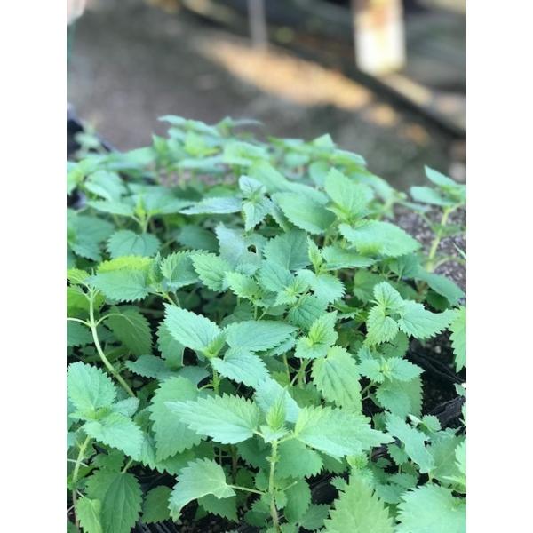 Nettle学名：Urtica dioica分類：西洋イラクサ科　耐寒性多年草地植えでは草丈１メートルに達します。葉には小さな刺があります。西洋イラクサ、スティンギングネトルとも呼ばれます。鉄分、ミネラル、ビタミンＣを豊富に含み、若葉はゆで...