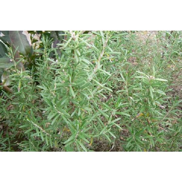 Rosmarius officinalis'Roseus'科　名 シソ科マンネンロウ属種　類 常緑低木 / 原産地 地中海沿岸和　名 マンネンロウ / 別　名 シーデュー花　色 ピンク立性タイプで、成長すると高さは200cmほどになります。...