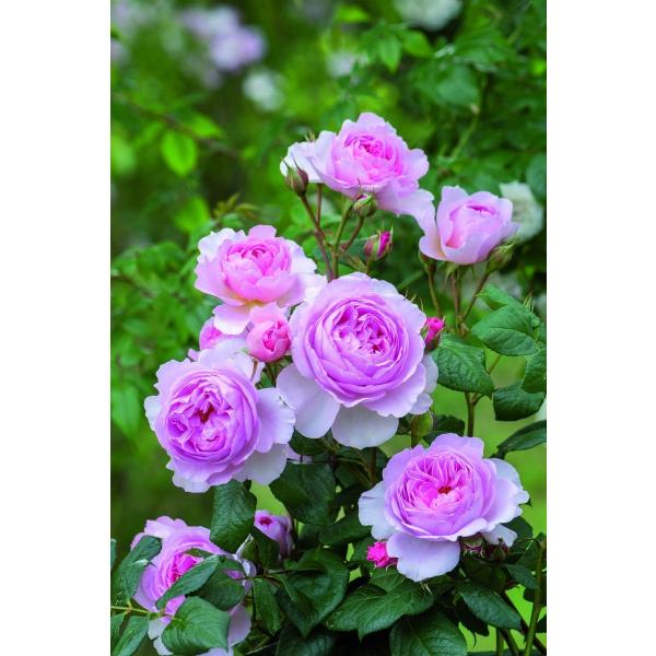 The Ancient Mariner(Ausoutcry)花色：ピンク　香り★★★　花形：八重/多弁　非常に返り咲く晩春からほとんど絶え間なく大輪を数多く咲かせる優れた品種です。咲き初めからどの段階でも美しく、温かみのあるミルラの強香です...