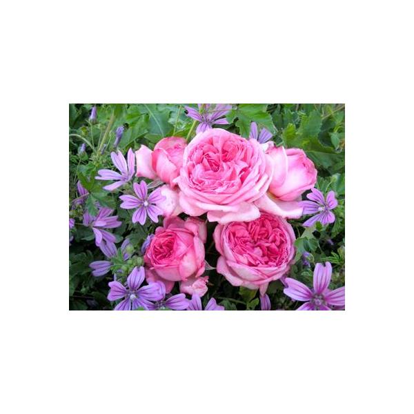 La Rose de Molinard花色：ブライトピンク　香り：★★★　花径：8〜10cmブライトピンクの大輪ロゼット咲き。芳香性。シュラブ型の樹形でショートクライマーとしても仕立てられる。*ドイツの国際コンクール　ADR受賞*2008年...