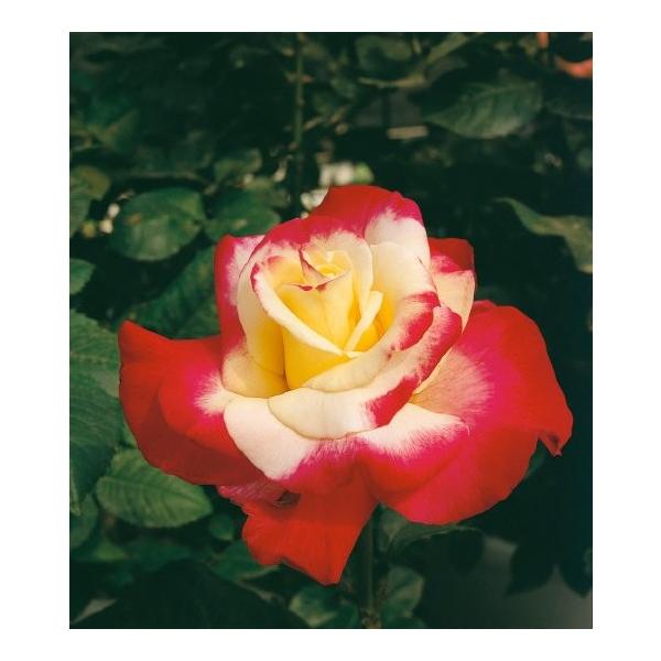 Cl.Double Delight花色：乳白色に濃緋色の覆輪　香り★★★　繰り返し咲き　花径12cm開花につれて赤の覆輪がかかり、花色の変化と香りが楽しめます。カップ咲き大輪種では珍しく早咲きです。ハイブリッドティーローズ種の枝変わりです。