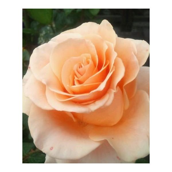 Marilyn Monroe 花色：アプリコットオレンジ〜サーモンピンク　香り★★★　四季咲き　花径15cmアプリコットからクリーミーピンクの花色が美しい整形花。株のまとまりが良く、鉢栽培にもに向きます。さわやかな香りでエレガントな大輪の花...