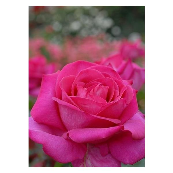 【発売日：2027年01月06日】Parole花色：マジェンタピンク　香り★★★　四季咲き　花径13〜15cm　長い蕾も美しく、コンテスト用としても評価が高い巨大輪です。その最大の魅力は豊かにひろがるフルーティーな強い香りです。花名の「パロ...
