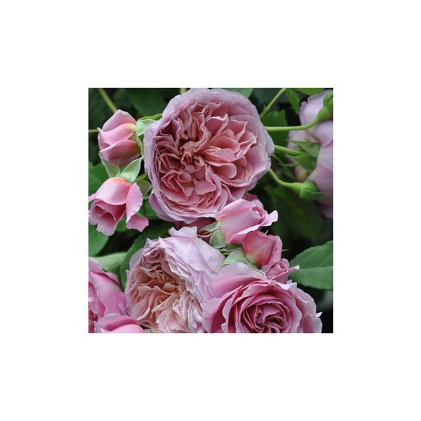 【発売日：2027年01月06日】Robe a la francaise花色：ピンク　香り★☆☆　四季咲き　花径8〜10cmクラシックな雰囲気漂う、ヴィクトリアンピンクのショートクライマー。カップ咲きからロゼット咲きとなり、開いてくると花の...