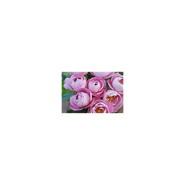 【発売日：2027年01月06日】Boule de Parfum花色；青みを帯びた淡い紫色　香り★★★　四季咲き　花形：7〜8cmやや小さめの花のコロンコロンとした可愛いバラ。青みをおびた淡い紫色の、淑やかで物静かなその気配が素敵です。花は...