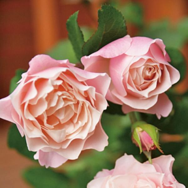 【発売日：2027年01月06日】Daphne花色:ピンク　香り★☆☆　四季咲き　花径：6〜7cm、樹高：1.4m名はギリシャ神話、月桂樹に身を変えた美しい精霊ダフネから。乙女のような柔らかなピンクの花から、渋いピンク〜クリーム、そしてグリ...