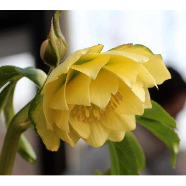 ＜商品について＞クリスマスローズは無茎種（茎がなく、根茎から葉柄と花柄が別々に伸びる）のヘレボルスで、無茎種の原種を交雑させてできた園芸種を指します。人気の高い多年草で、多くは常緑ですが、落葉するものもあります。強健で育てやすいものが多いの...