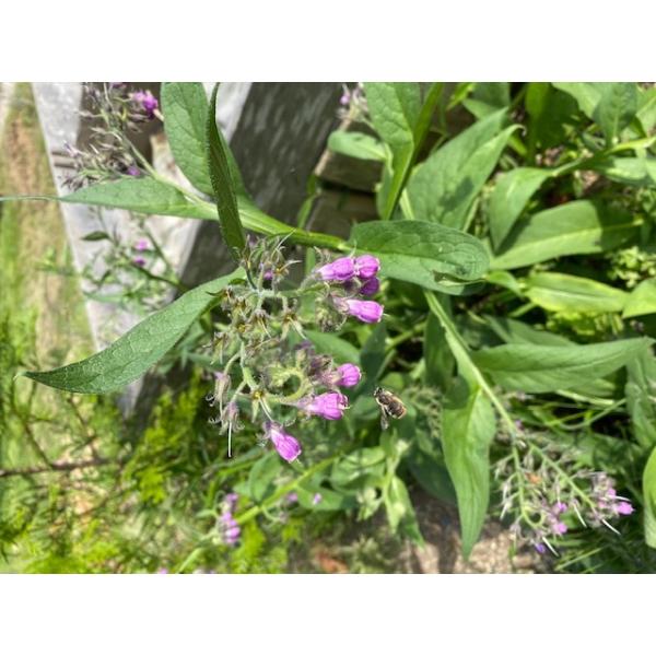 Comfrey科名：ムラサキ科学名：Symphytum officinale別名：ヒレハリソウ(鰭玻璃草)草丈：30cm-90cm耐寒性/耐暑性：普通/強い開花期：6〜8月収穫期：3〜11月（英）Comfrey熟成途中の堆肥に加えると、良質...