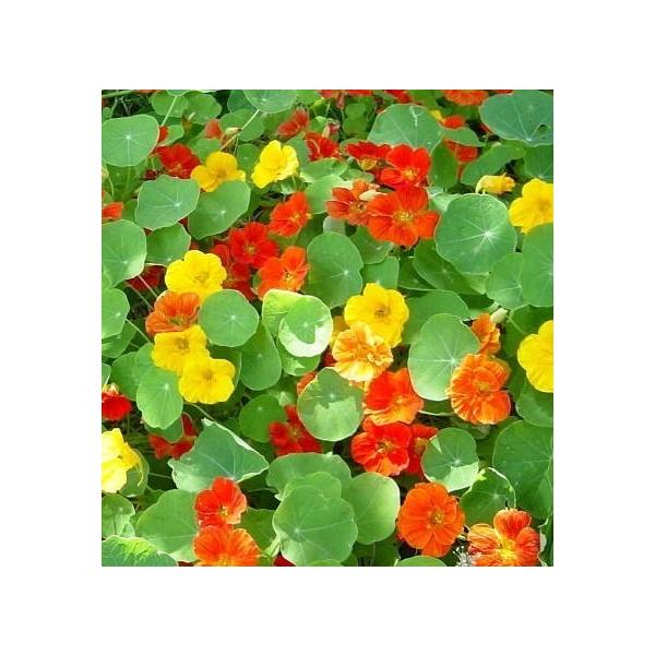 Nasturtium学名：Tropaeolum majus分類：ノウゼンハレン科　ノウゼンハレン属/一年草別名：インディアンクレス和名：ノウゼンハレン葉は円形の盾形で長い葉柄がある。花弁は丸く、一重咲き。タネは大きく、コルク質。全草にピリッ...