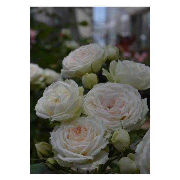 Clarice花色：中心杏ピンク外弁白〜緑　香り★☆☆　四季咲き　花径：5〜6cm　花形：カップ咲〜ロゼット咲　樹形：シュラブ　樹高：1.6m清楚なオフホワイトの蕾は、開花につれ中心に杏がかったピンクがのります。花付き、花保ちが良く、カップ...