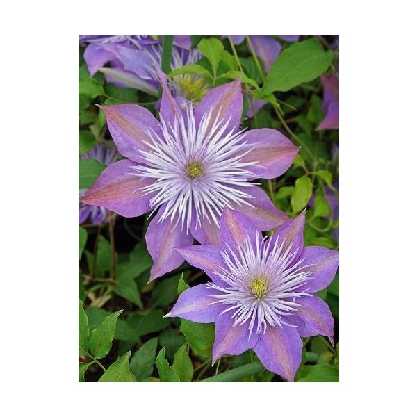 CLEMATIS FAIRY BLUE＜商品について＞学名：クレマチス分類：キンポウゲ科・クレマチス属（主につる性落葉低木/つる性多年草）系統：パテンス系タイプ：新旧両枝咲き剪定：弱剪定花色：パステル調の青紫色花径：約12cmつるの長さ：約...