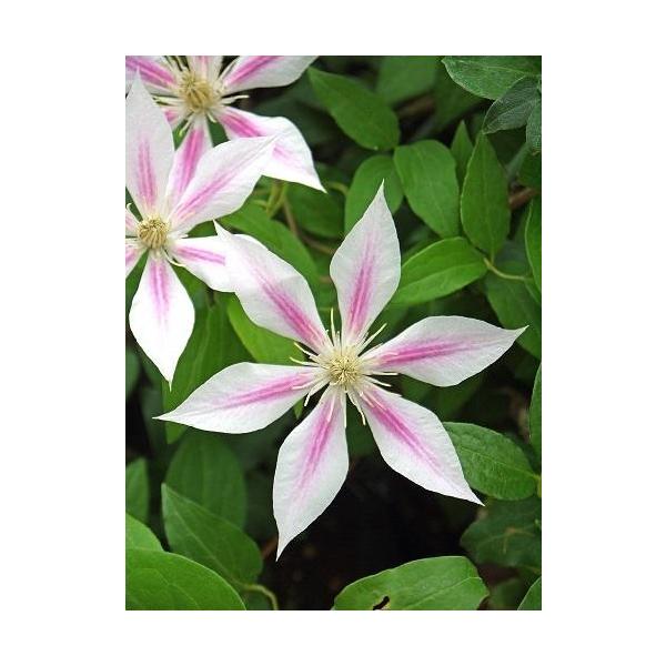 CLEMATIS ANDROMEDA＜商品について＞学名：クレマチス分類：キンポウゲ科・クレマチス属（主につる性落葉低木/つる性多年草）系統：パテンス系タイプ：：新旧両枝咲き剪定：弱剪定花色：白地にピンクの筋が入る花径：約15〜20cmつる...