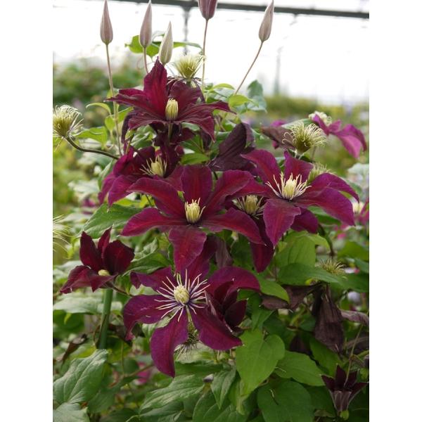 CLEMATIS NIOBE＜商品について＞学名：クレマチス分類：キンポウゲ科・クレマチス属（主につる性落葉低木/つる性多年草）系統：ジャックマニー系タイプ：新旧両枝咲き剪定：弱剪定花色：ビロード調の深いダークレッド花径：12〜15cmつる...