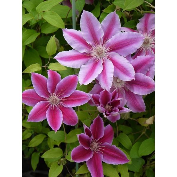 CLEMATIS Dr.RUPPEL＜商品について＞学名：クレマチス分類：キンポウゲ科・クレマチス属（主につる性落葉低木/つる性多年草）系統：パテンス系タイプ：新旧両枝咲き剪定：弱剪定花色：淡ピンク地に鮮紅色の筋が入る花径：12〜15cmつ...