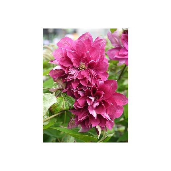 CLEMATIS RED STAR＜商品について＞学名：クレマチス分類：キンポウゲ科・クレマチス属（主につる性落葉低木/つる性多年草）系統：パテンス八重系タイプ：旧枝咲き剪定：弱剪定花色：ローズレッド花径：8〜12cmつるの長さ：約2.0m...