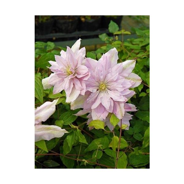 CLEMATIS VIOLETT ELIZABETH＜商品について＞学名：クレマチス分類：キンポウゲ科・クレマチス属（主につる性落葉低木/つる性多年草）系統：パテンス・ラヌギノーサ系タイプ：旧枝咲き剪定：弱剪定花色：モーブピンク花径：10〜...