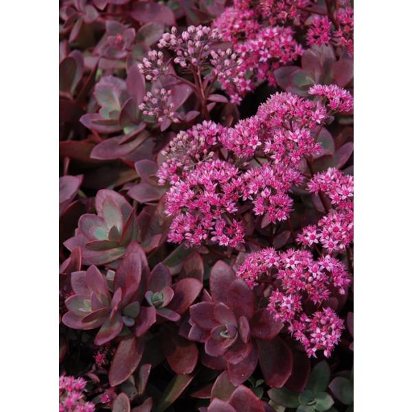 SEDUM "Firecracker"＜商品について＞カラフルな超耐寒性セダム登場！新しいグランドカバー素材として。セダム サンスパークラーシリーズは、アメリカ グレートガーデンプランツ社のクリス・ハンセンが4000株以上の苗の中から選び出...