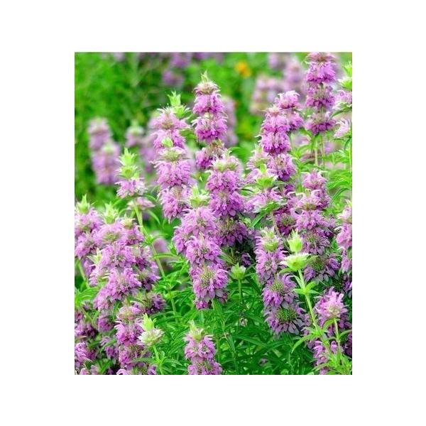Monarda citriodora Hyb.Bergamo分類：シソ科一年草　ヤグルマハッカ属／モナルダ属和名：タイマツバナ葉にはレモンの香りがあり、ハーブティーやサラダに利用されます。高さ40〜60cmで直立性。花期：7〜9月『ビーバー...