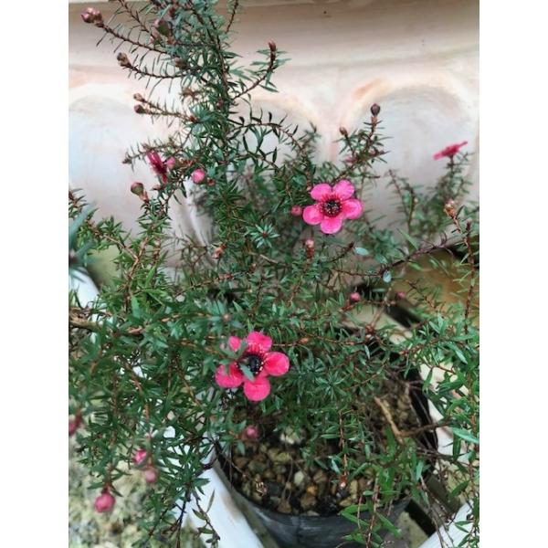 Manuka学名：Leptospermum scopariumフトモモ科　レプトスペルマム属常緑高木で樹高は約8m。葉は針のような形をしています。花は赤花です。マヌカから採取したハチミツには胃腸などに有効といわれています。葉はフレッシュでも...