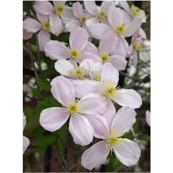 CLEMATIS Ｒubens＜商品について＞学名：クレマチス分類：キンポウゲ科・クレマチス属（主につる性落葉低木/つる性多年草）系統：モンタナ系タイプ：旧枝咲き剪定：弱剪定花期：4〜5月花色：ピンク花径：約6cmつるの長さ：6〜8m前後花...