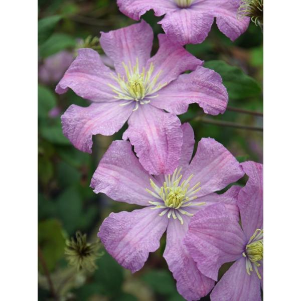 【発売日：2026年10月10日】CLEMATIS Comtesse de Bouchaud＜商品について＞学名：Clematis ‘Comtesse de Bouchaud’分類：キンポウゲ科・クレマチス属（主につる性落葉低木/つる性多年...