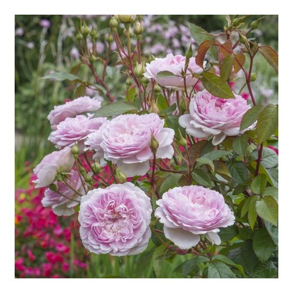 Silas Marner(Ausraveloe)花色：ピンク　香りの種類：オールドローズ樹高×幅：1×1.5mソフトなミッド・ピンクで、花弁の裏側が先端になるほど薄めになる、落ち着いた飾らない感じが魅力のバラです。赤みを帯びた花枝に中程度の...
