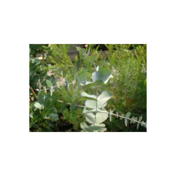Eucalyptus silver dollar分類：フトモモ科・ユーカリ属/常緑低木「丸葉ユーカリ」・「銀色ユーカリ」等と言われている種で切花にもよく利用されます。暑さ寒さに強く小さいうちは寄せ植えなどに利用されますが、路地植えにして大き...
