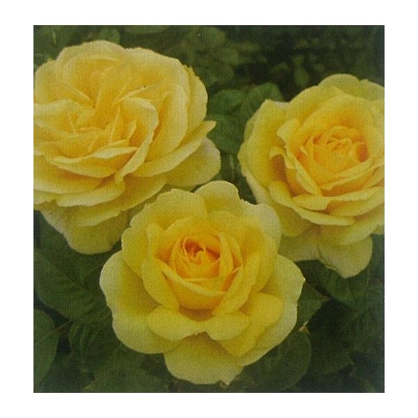 Michelangelo花色：濃黄　香り★★☆　返り咲き　花径11〜13cm 褪色の少ないミモザのような鮮やかな黄色の花色です。 クラシカルな花形と鮮やかな色彩がマッチしています。 ルネサンス期の天才芸術家の名を冠にしています。 半ツルのシ...