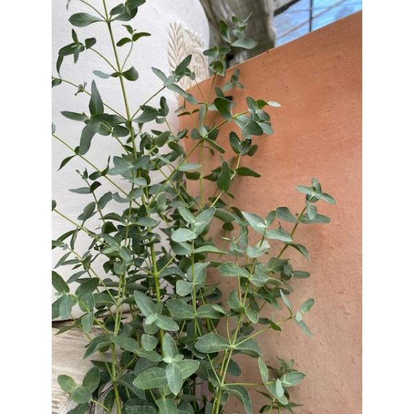 Eucalyptus gunnii 　 別名：ガムツリー　ユーカリノキ ・フトモモ科　 耐寒性中高木　常緑〜半常緑樹 オーストラリアのタスマニア原産。ユーカリの中でも耐寒性のある品種です。小さ目のシルバーがかった葉が美しく、香りも良いです。...