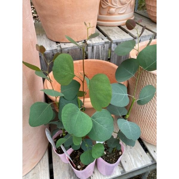 学名：Eucalyptus polyanthemos分類：フトモモ科・ユーカリ属/耐寒性常緑高木葉が大きめの丸葉ユーカリで綺麗なグリーンでフラワーアレンジなどにも人気の種です。樹高は生育が良いところでは大変大きくなります。剪定によって小さく...