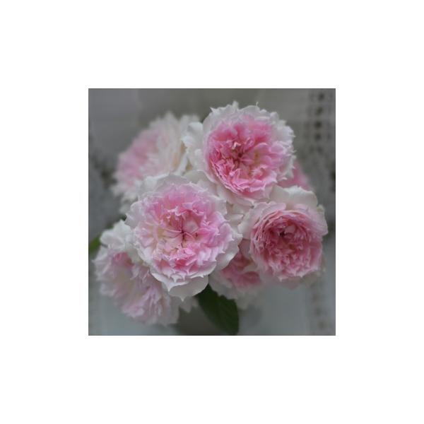 Ajouree花色:白にピンクがかる　香り:★★★花期：四季咲き花径：中輪、花形：ロゼット咲き樹高：80〜90cm、フロリバンダ河本麻記子さん作出。白にピンクがかかる透明感のある花びらがギュッと詰まったロゼット咲き。花弁の先がツンと尖る繊細...