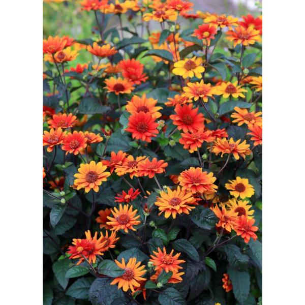 ヘリオプシス ‘ブリーディングハート ’Heliopsis helianthoides var. scabra ‘Bleeding Hearts’＜商品について＞強健で開花期が長く、夏の花として人気。花はレッドからオレンジイエローに移り変わ...