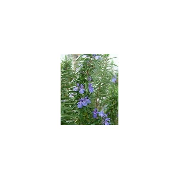学　名 Rosmarius officinalis"Tuscan Blue"科　名 シソ科マンネンロウ属種　類 常緑低木 / 原産地 地中海沿岸和　名 マンネンロウ / 別　名 シーデュー花　色 淡い紫色立ち性タイプで、まっすぐ立ち上がりま...