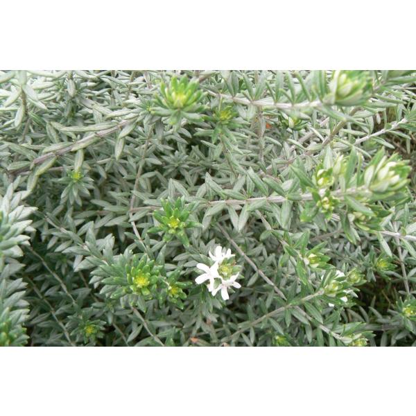 Australian White別名：ウエストリンギアシソ科ウエストリンギア属オーストラリア原産の常緑性低木です。細長い葉や花のかたちが同じシソ科のローズマリーに似ているところからこの名付けられました。ウエストリンギアの白花種です。ローズマ...