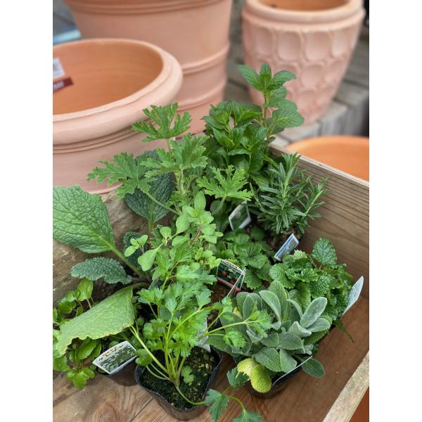 《商品内容》*ハーブ苗8種（人気のラベンダー、ローズマリー、セージ、タイム、カモミール、ミント、ゼラニウム、レモンバーム、フェンネル、ディル、ラムズイヤー、チャービル、オレガノ、ワイルドストロベリー、マロウなどの中から状態の良いものを厳選し...