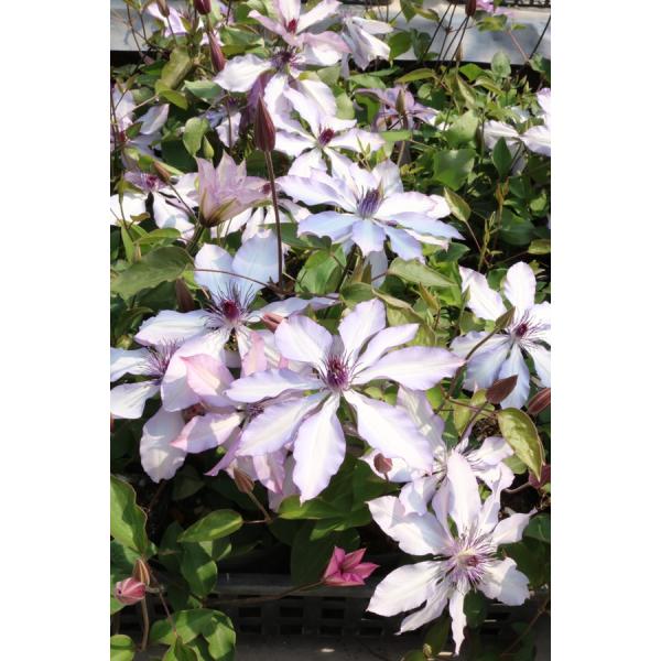 Clematis 'Aphrodite Nanamile'湘南クレマチス園オリジナル品種分類：キンポウゲ科（多年生宿根草）花期：4月下旬花径：9-14cm丈：1.0-1.5m弁数：6-8枚剪定：強剪定インテグリフォリア系の品種。巣山武彦氏作...