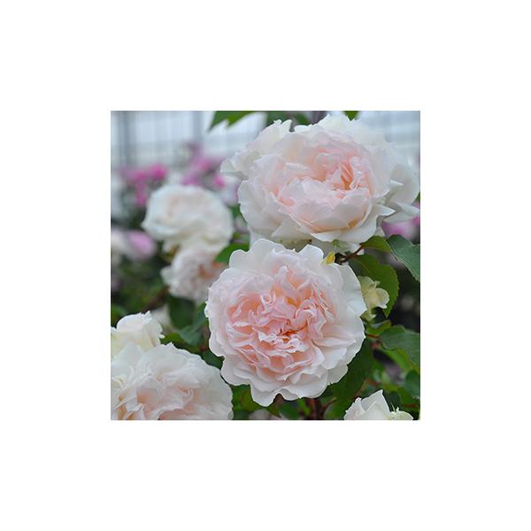 【発売日：2027年01月06日】Frances Burnett花色：ほんのりピンク　　香り: ★★☆　ティーにグリーン開花：繰り返し咲き 　花形：ロゼット咲き　　花径：中輪樹高：1.8m　樹形：シュラブ・横張り【花】ほんのりピンク、カップ...
