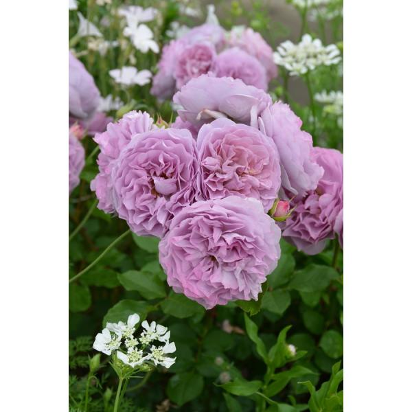 Reverie藤色の美しい花びらが優しく波打つロゼット咲き花色：ブラウンがかった藤色　　香り: ★★☆開花：四季咲き 　花形：ロゼット咲き花径：中輪樹高：60〜80cm,フロリバンダ2022年作出ブラウンがかった藤色の美しい花びらが優しく波...