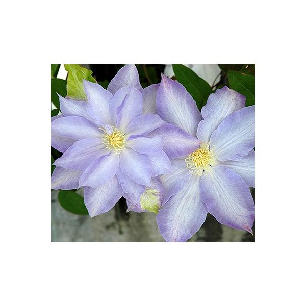 Clematis  ’Hayachine'及川フラグリーンオリジナル品種。花期：5〜10月花径：12〜15cm丈：1.5〜2.5m剪定：弱パテンス系（早咲き大輪系）の品種。岩手県の名峰、「早池峰山」の残雪を思わせるような色合い。半八重気味に...