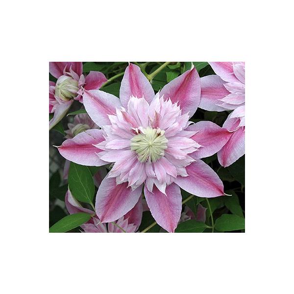 【発売日：2026年10月10日】Clematis  ’Enku'Clematis  Josephine ＝ ’Evijohill’花期：5〜10月花径：14〜17cm丈：1.5〜2.5m剪定：弱パテンス八重系（早咲き大輪系）の品種。青藤色...