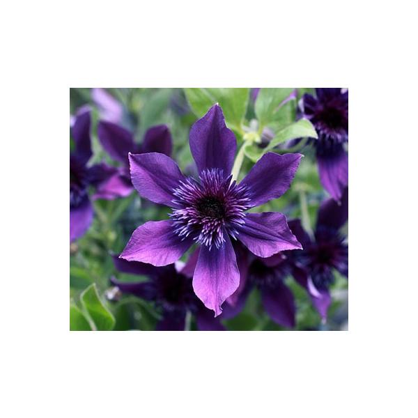 Clematis  ’Afro Boy’及川フラグリーンのオリジナル品種です。花期：5〜10月花径：6〜9cm丈：0.5〜0.8m剪定：強インテグリフォリア系の品種。誘引しやすい半つる性。花芯がユニークで人目を引く。濃い紫色がシックな雰囲気...