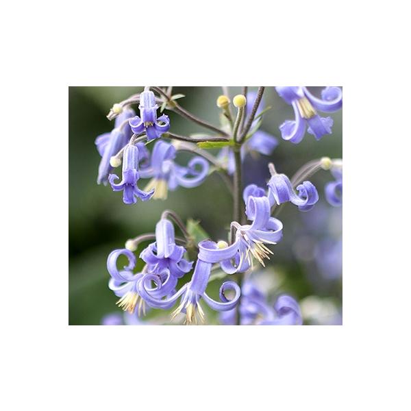 Clematis  ’Zeku’及川フラグリーンのオリジナル品種です。花期：6〜10月花径：2〜3cm丈：0.6〜1m剪定：強ヘラクレイフォリア系の品種。木立性。涼しげな明るい藤色。初夏の光の下で、映える色合い。細めの小さなベル形の花をぶら...