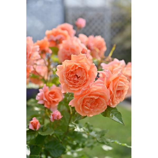 LES GRANDS BUFFETS花色：オレンジ　　香り: ★★☆開花：四季咲き 　花形：波状弁平咲き花径：10cm　中大輪樹高：1.0×0.7m　樹形：ブッシュ輝くようなオレンジ色の中大輪花が５輪前後の房咲きになる。花弁数は多くはないが...