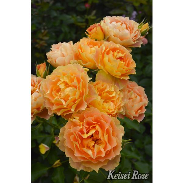 【発売日：2027年01月06日】Apricot Chiffon花色：アプリコット　　香り: ★☆☆　開花：四季咲き　花形：波状八重咲花径：5〜7cm　花弁数：50〜70枚樹形：半横張り性　樹高：0.8〜1m特性：耐病性に優れる/耐暑性あり...